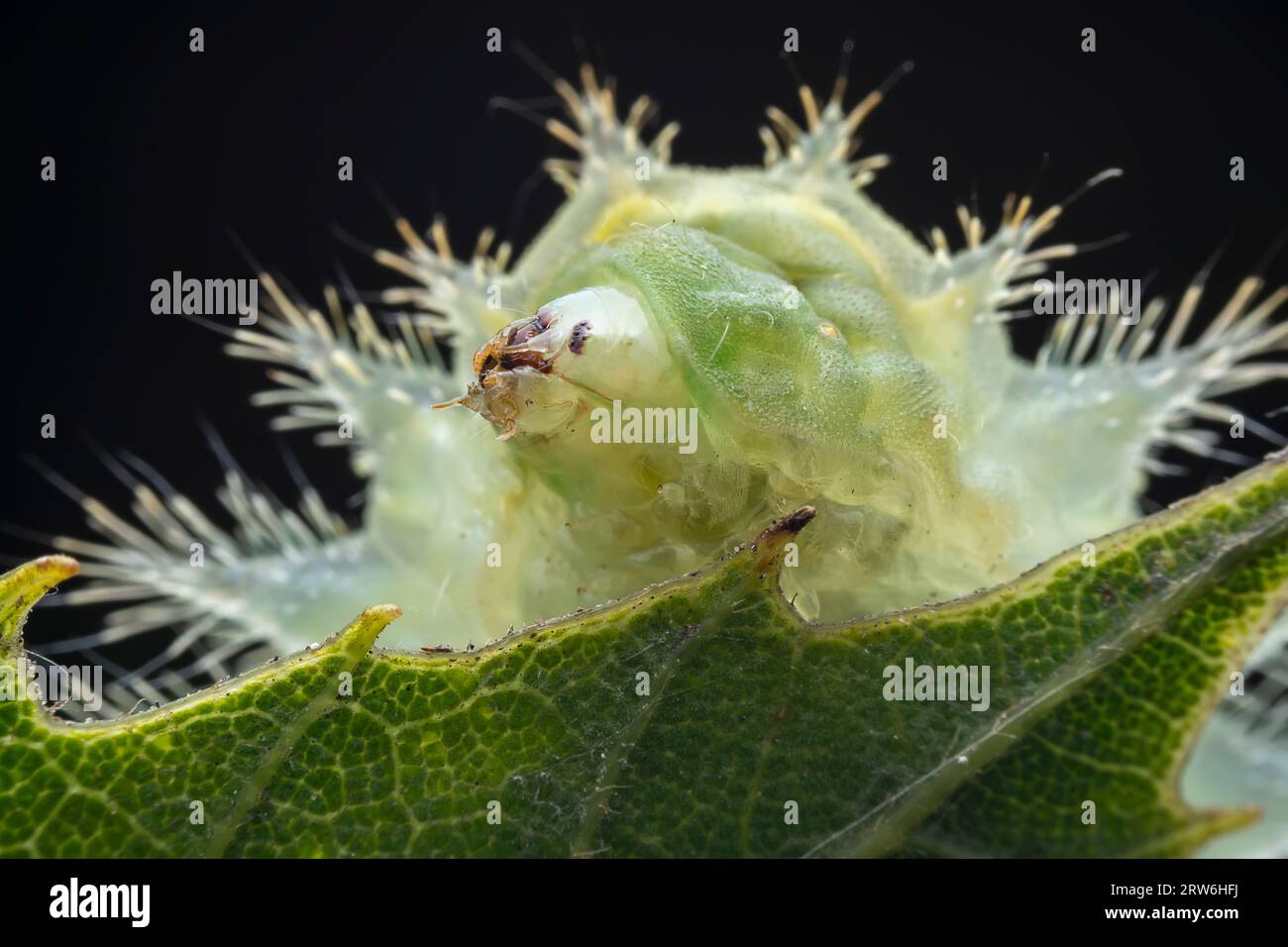 Lepidoptera larvae in the wild, North China Stock Photo - Alamy