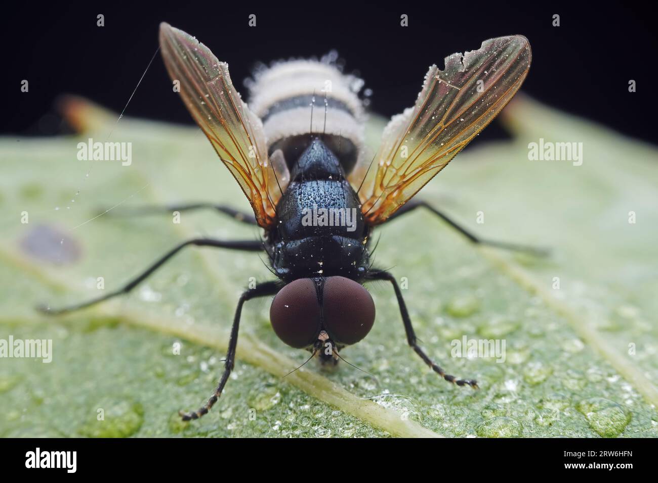 Flies on wild plants, North China Stock Photo - Alamy