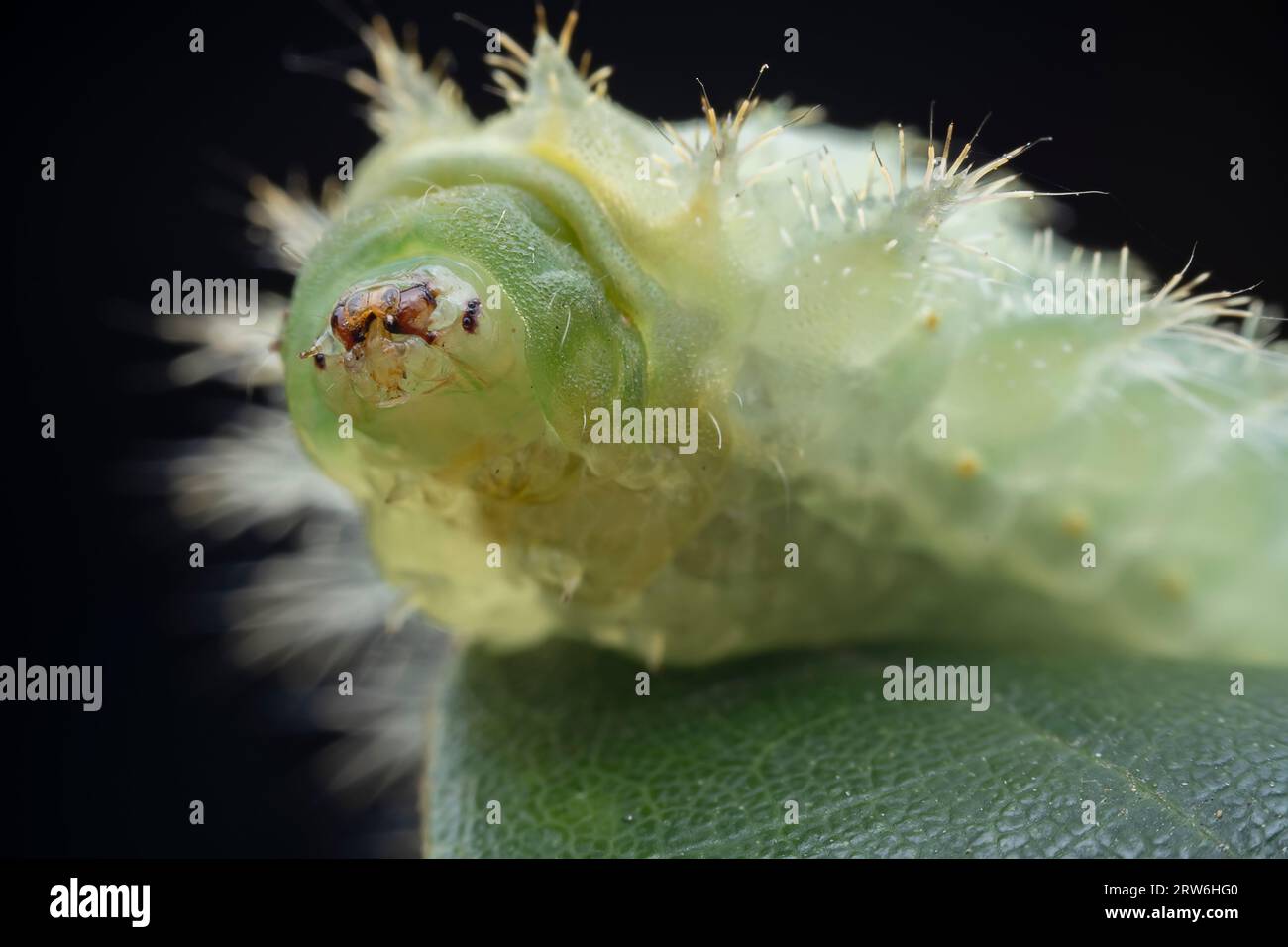 Lepidoptera larvae in the wild, North China Stock Photo - Alamy