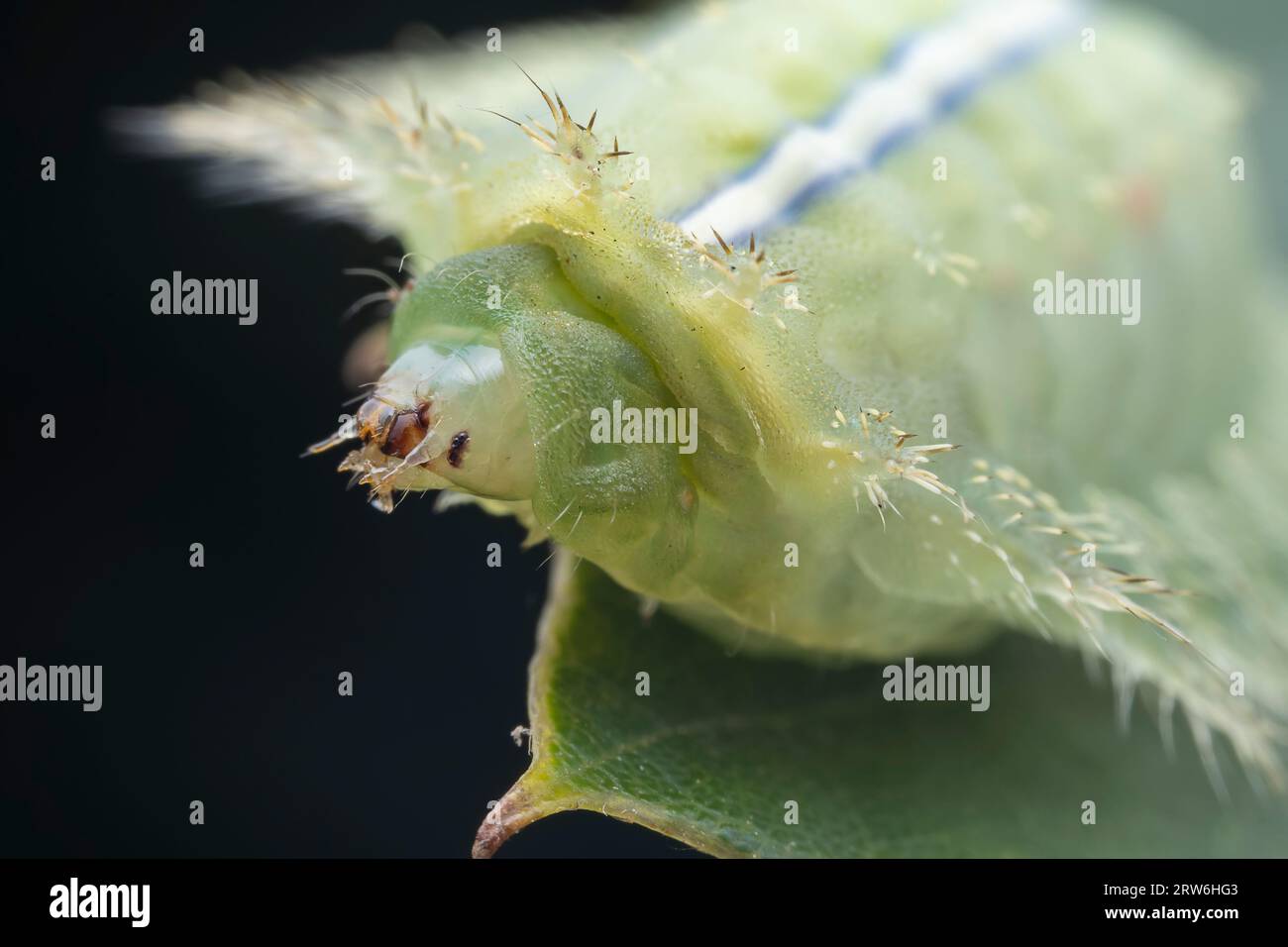 Lepidoptera larvae in the wild, North China Stock Photo - Alamy