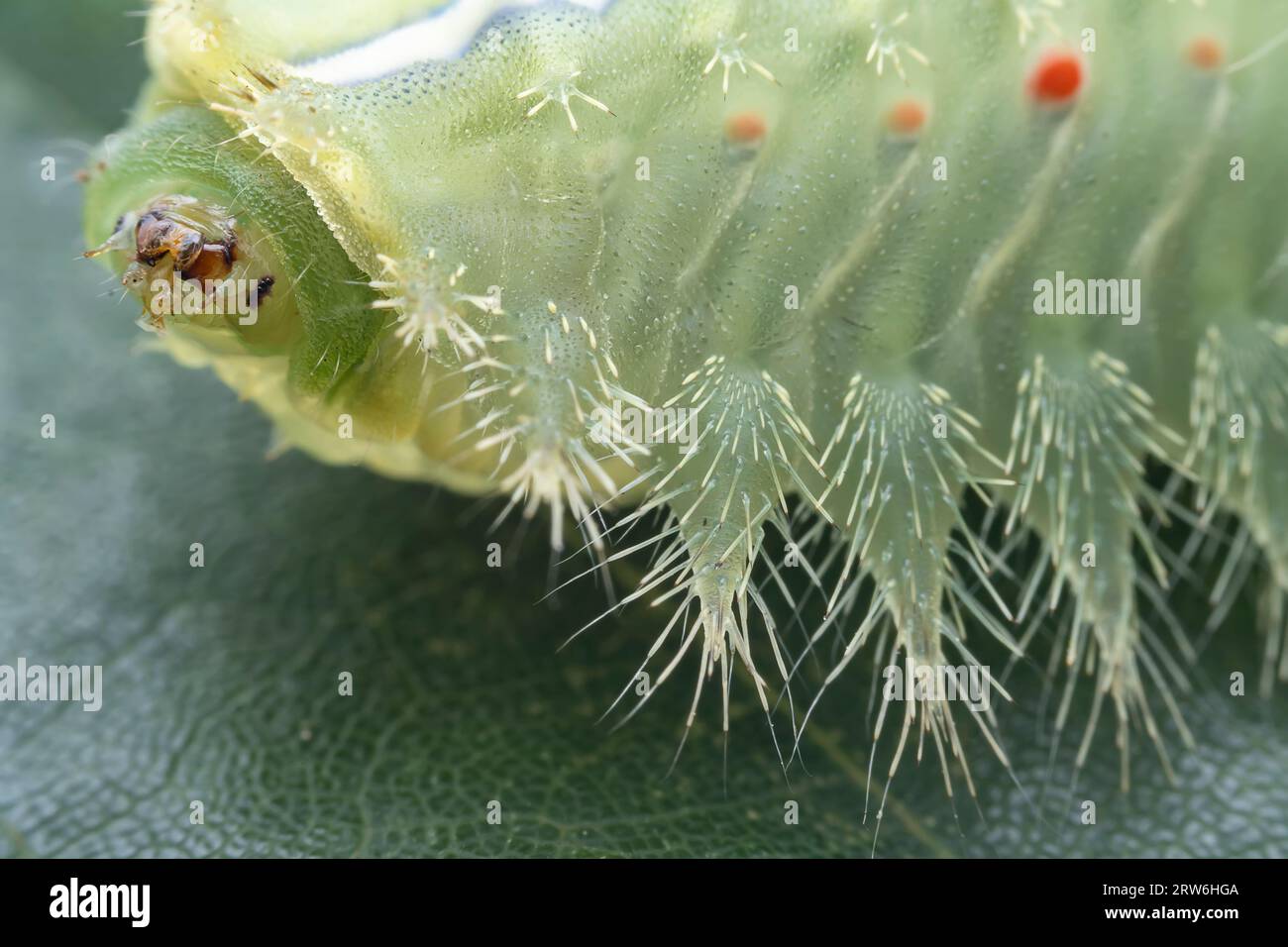 Lepidoptera larvae in the wild, North China Stock Photo - Alamy