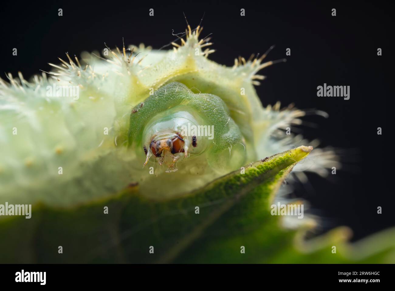 Lepidoptera larvae in the wild, North China Stock Photo - Alamy
