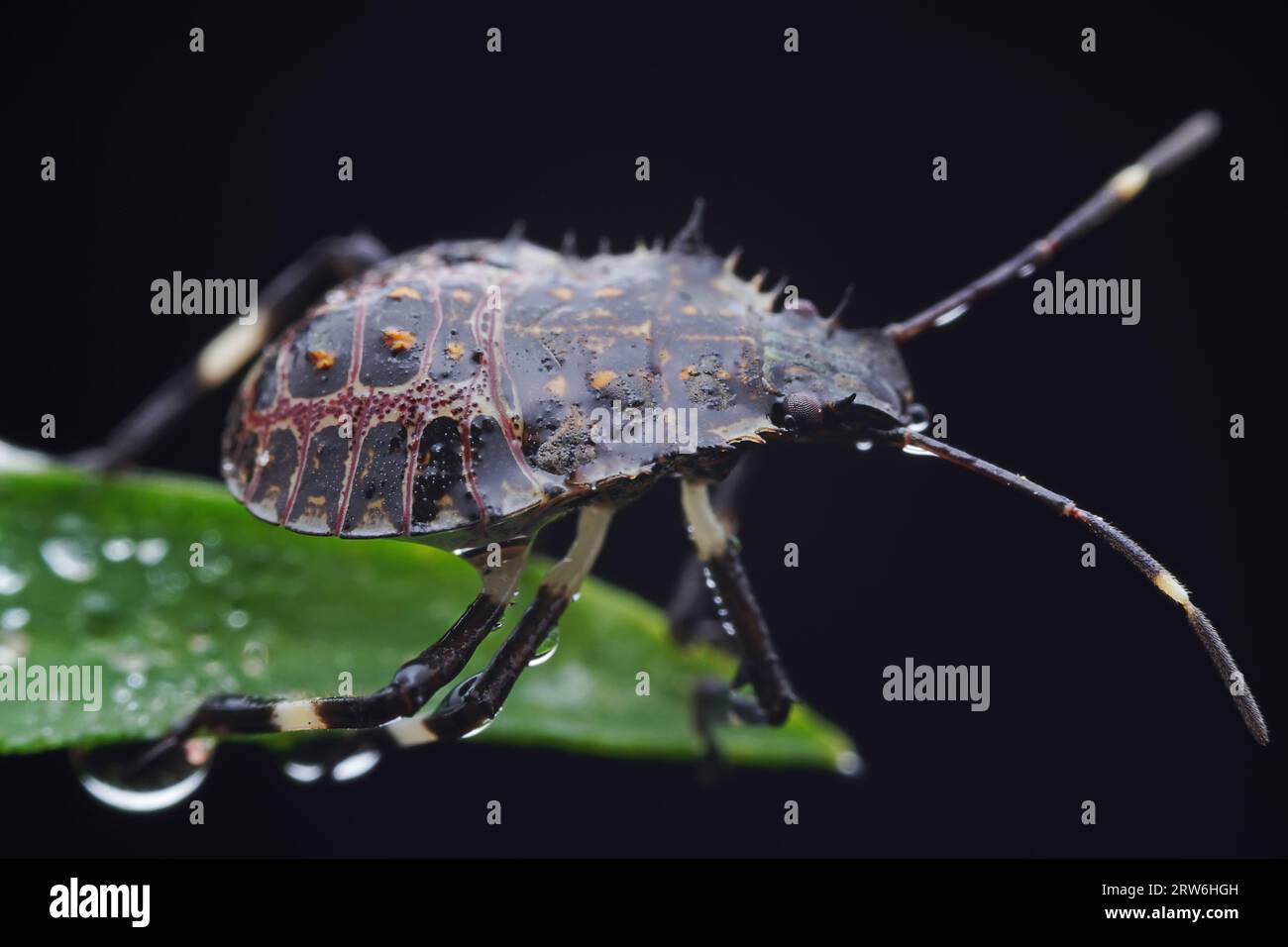 Hemiptera bugs in the wild, North China Stock Photo - Alamy