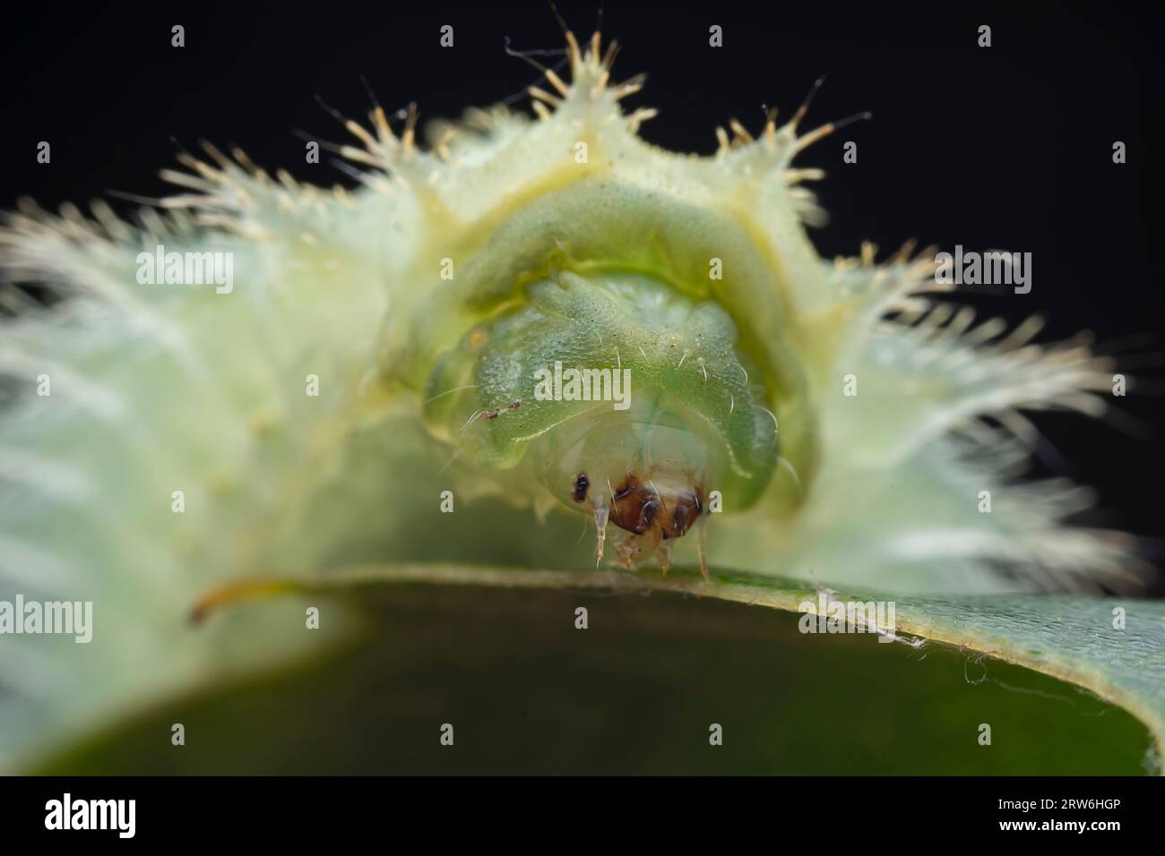 Lepidoptera larvae in the wild, North China Stock Photo - Alamy