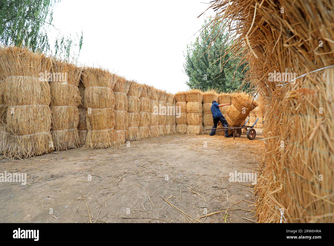 LUANNAN COUNTY, China - August 30, 2021：Farmers are transporting packed ...