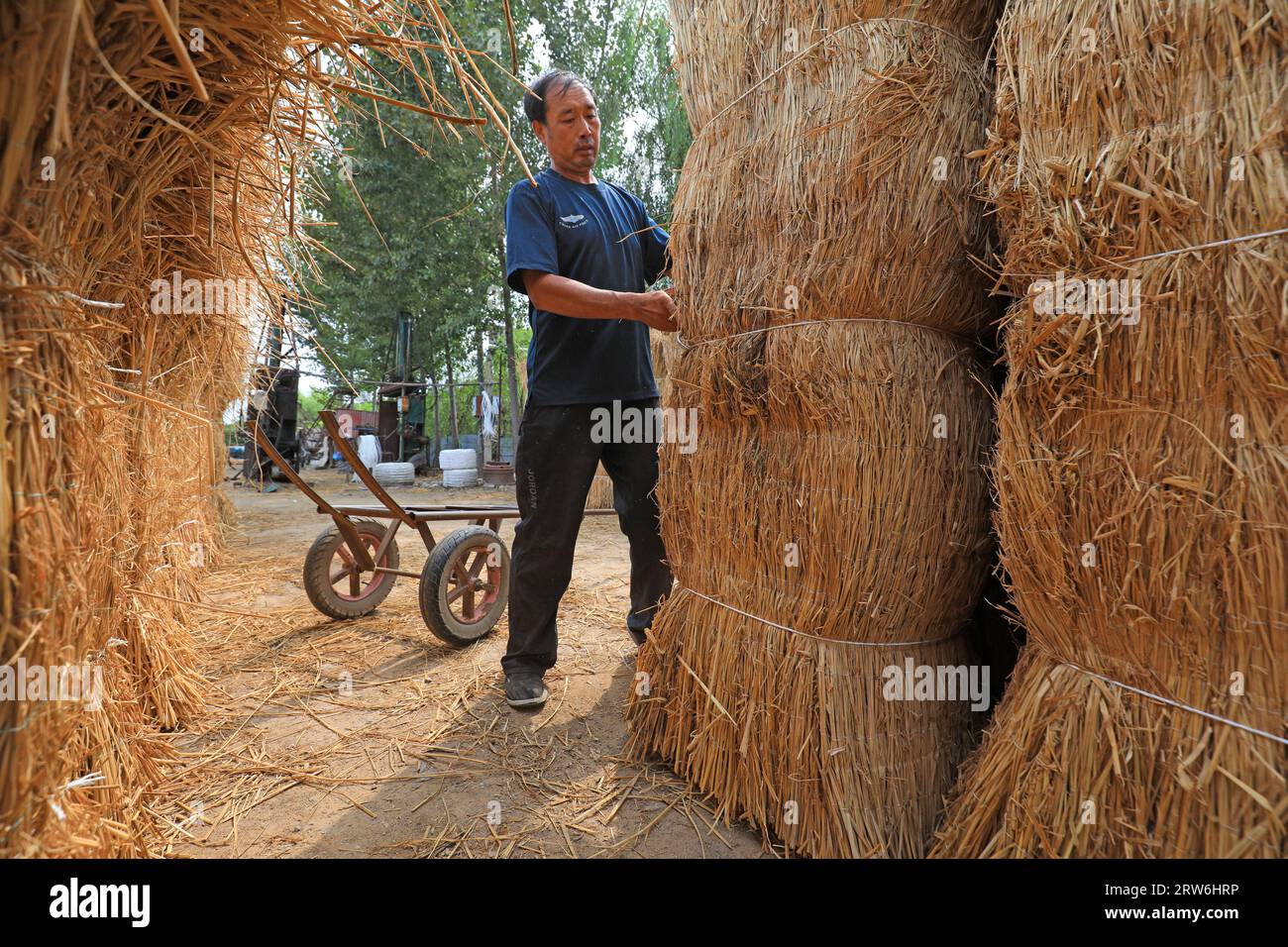 LUANNAN COUNTY, China - August 30, 2021：Farmers are transporting packed ...