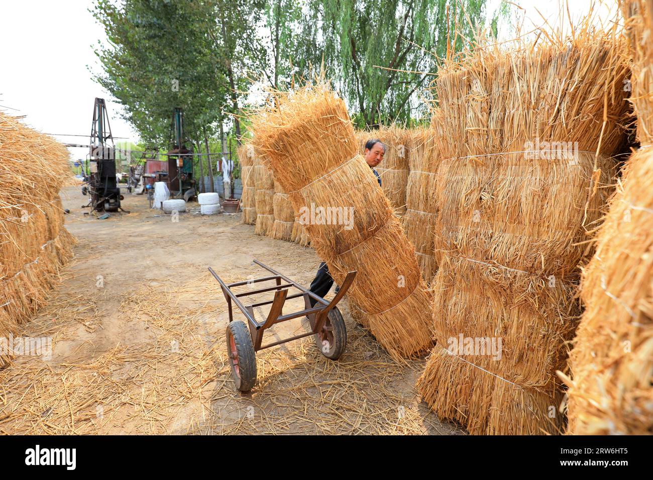 LUANNAN COUNTY, China - August 30, 2021：Farmers are transporting packed ...