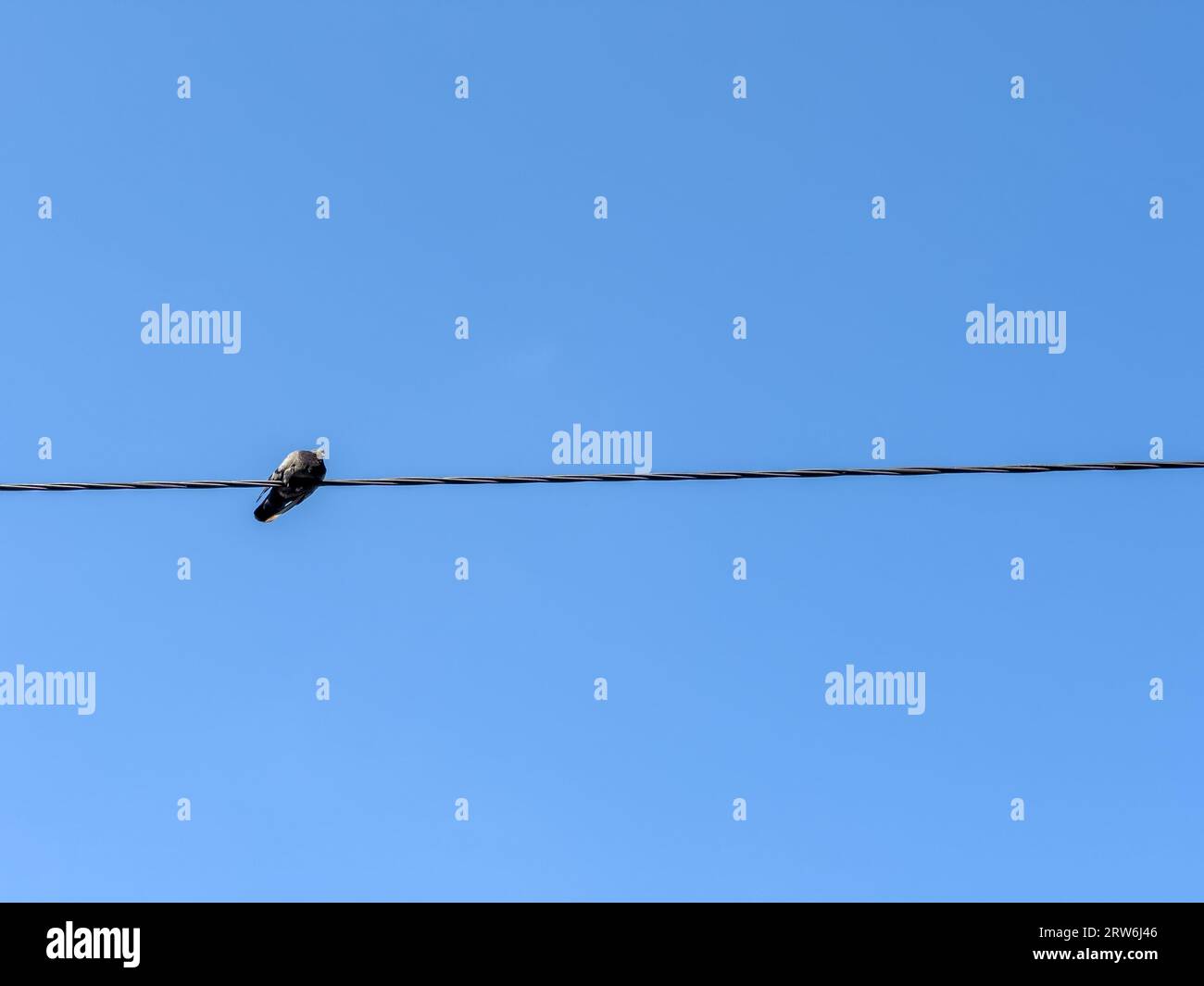 One pigeon sits on a wire against a blue sky. Birds sitting on power ...