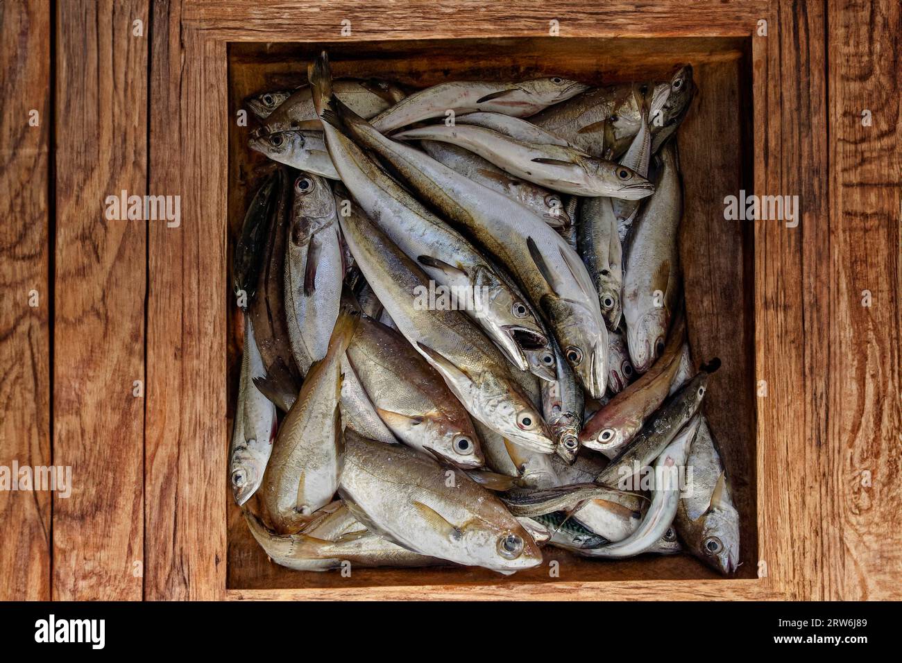 Delicious fresh fish just caught on the Portuguese coast still on board ...