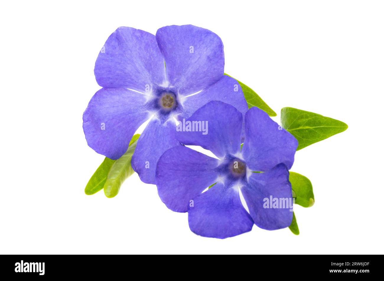 periwinkle flower isolated on white background Stock Photo - Alamy