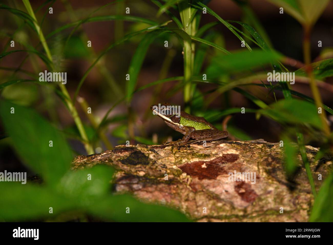 Borneo White-lipped Frog (Chalcorana raniceps) resting amongst ...