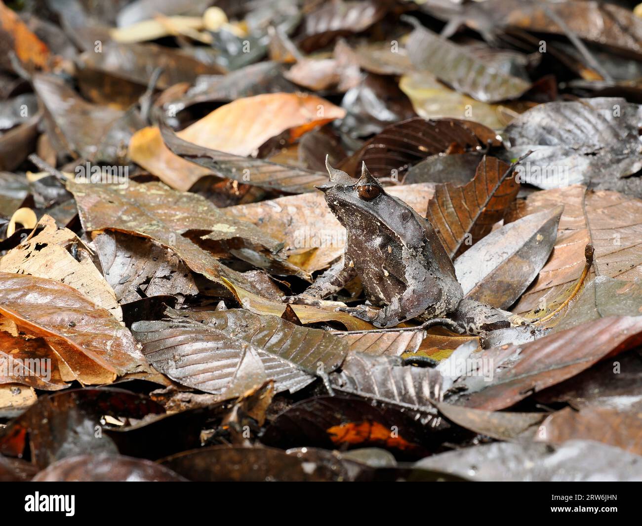 Long-nosed Horned Frog (Megophrys nasuta) resting on forest floor ...