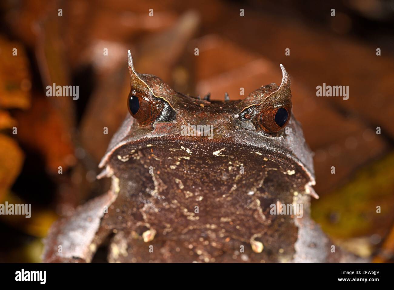 Long-nosed Horned Frog (Megophrys nasuta) close-up of horns and head ...