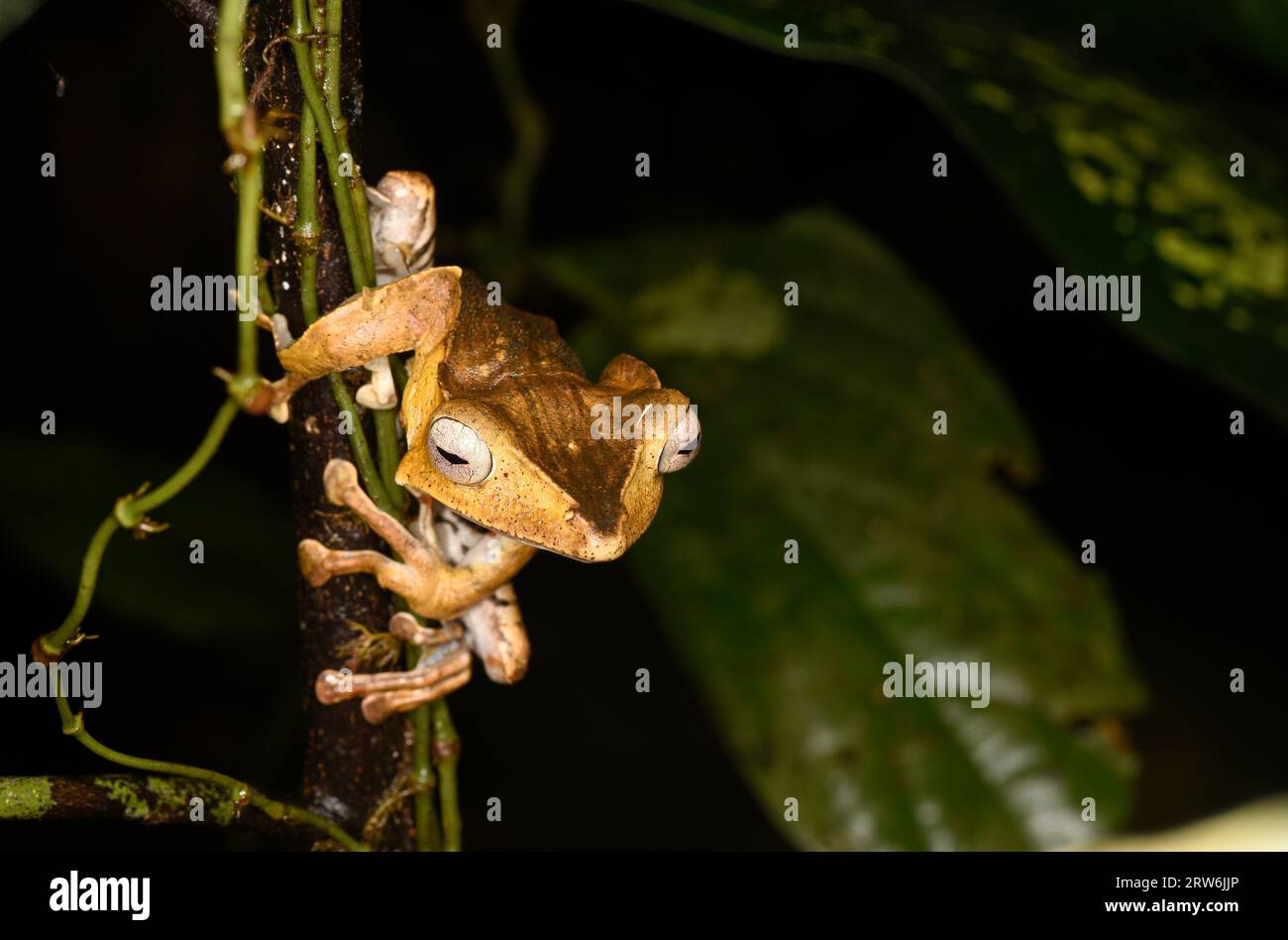 File-eared Tree Frog (Polypedates otilophus) nocturnal rainforest frog ...
