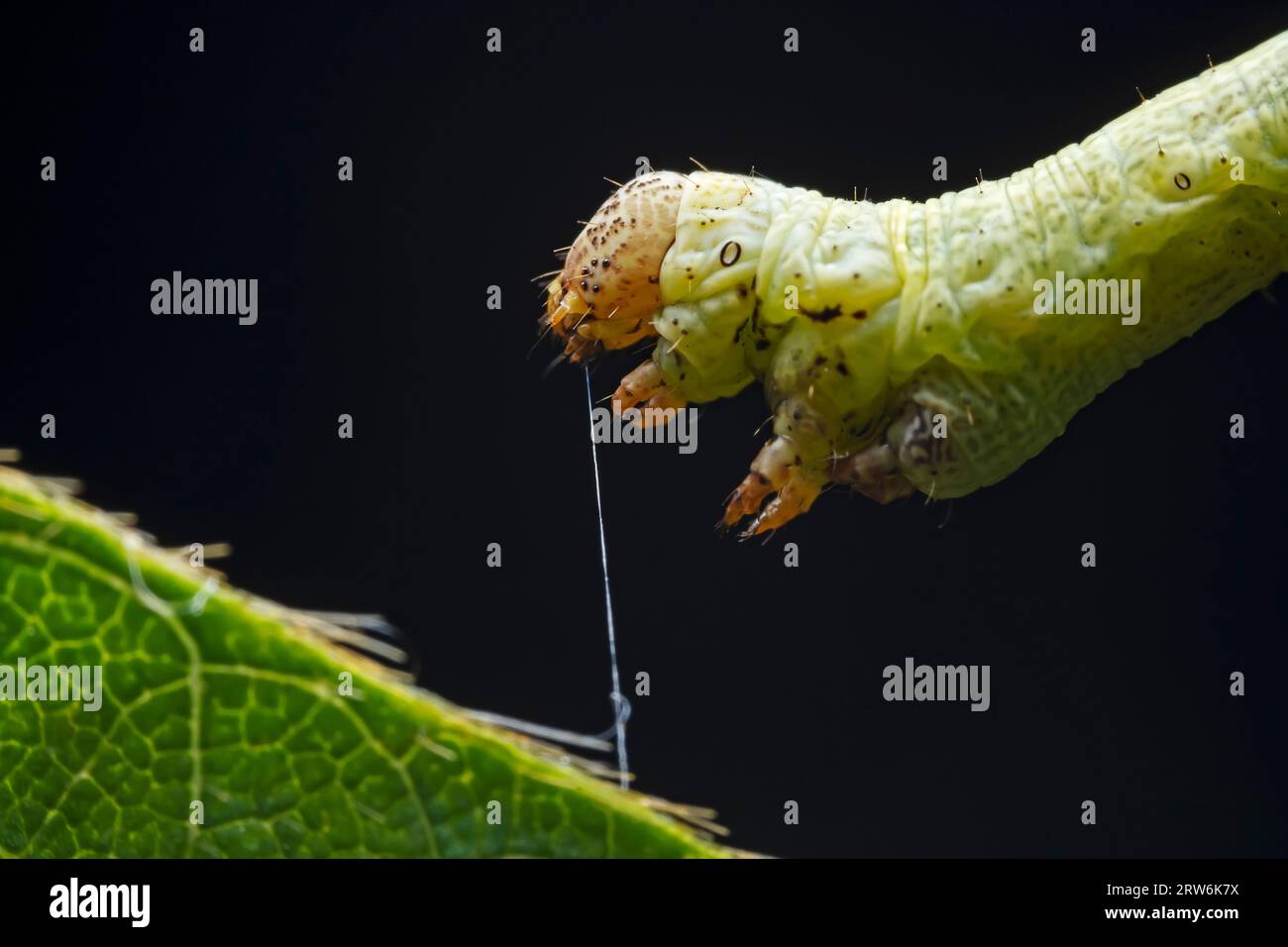 Lepidoptera larva inchworm in the wild, North China Stock Photo - Alamy