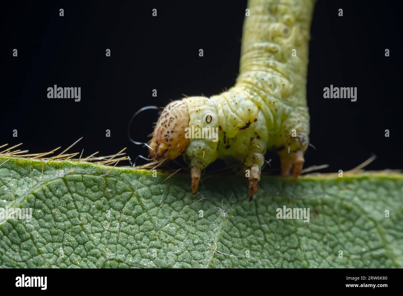 Lepidoptera larva inchworm in the wild, North China Stock Photo - Alamy