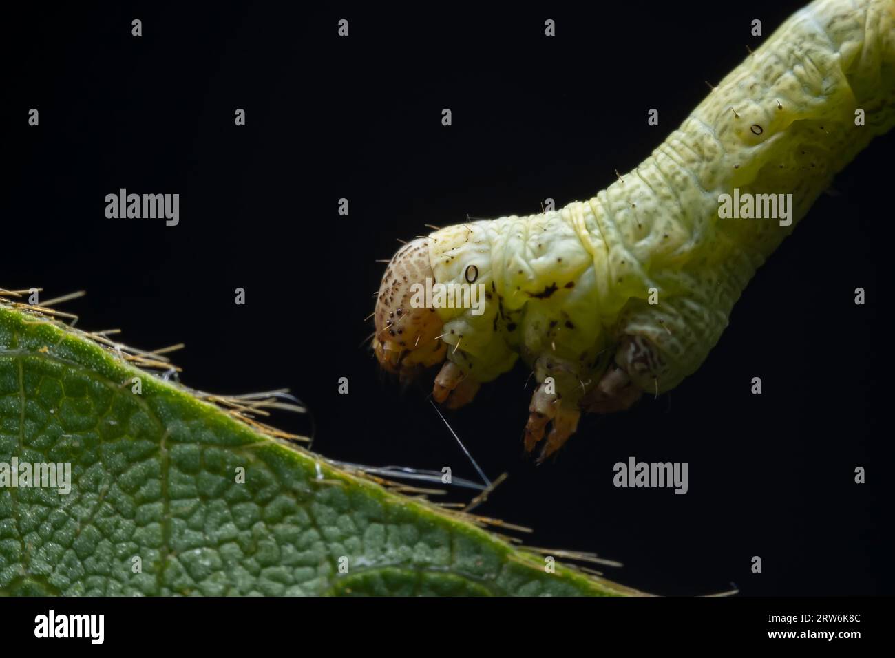 Lepidoptera larva inchworm in the wild, North China Stock Photo - Alamy