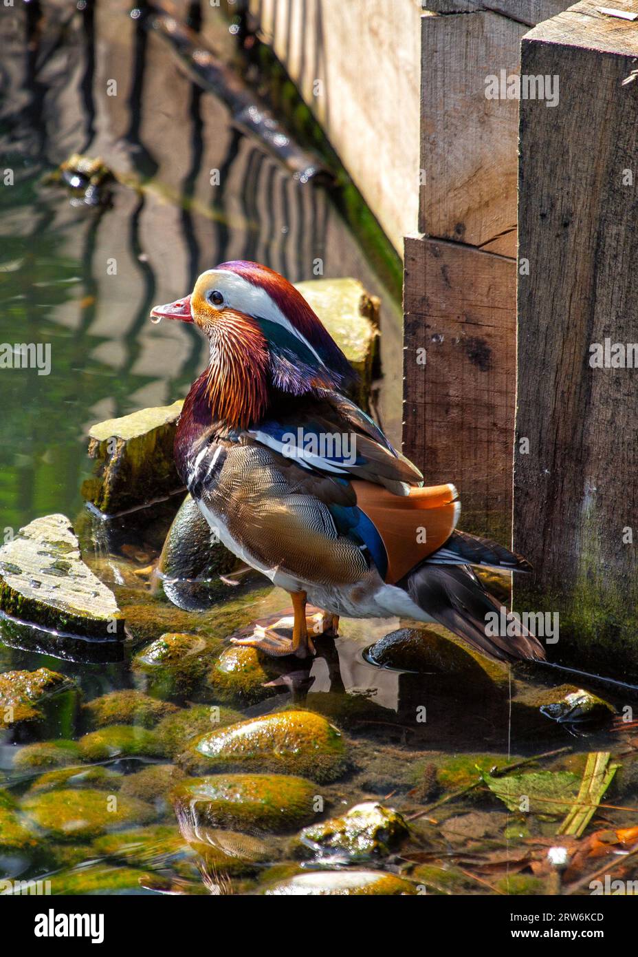 A vibrant male Mandarin Duck, Aix galericulata, beautifully captured at ...