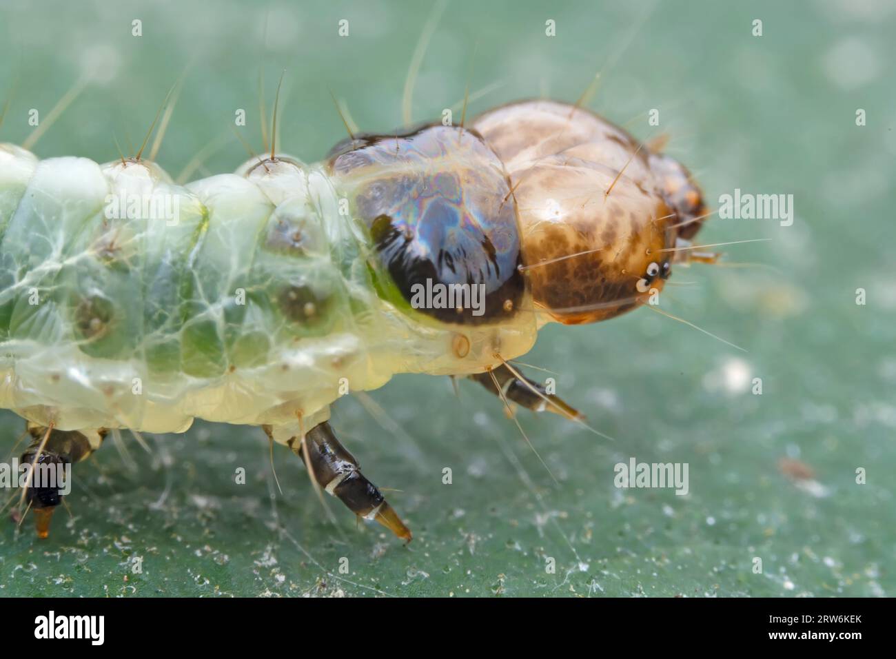 Lepidoptera larvae in the wild, North China Stock Photo - Alamy