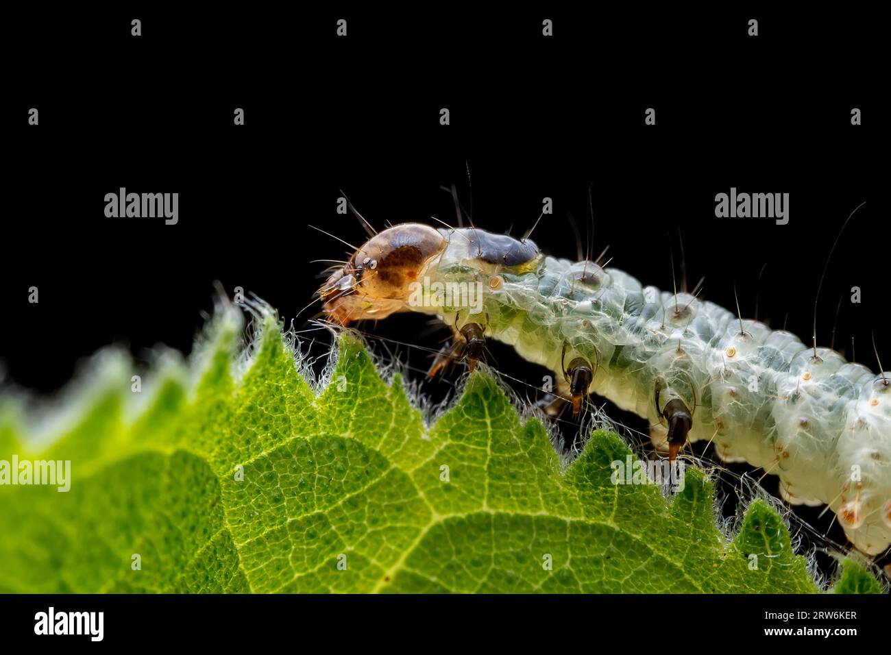 Lepidoptera larvae in the wild, North China Stock Photo - Alamy