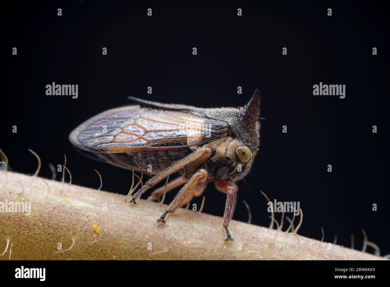 Leaf cicada on wild plants, North China Stock Photo - Alamy