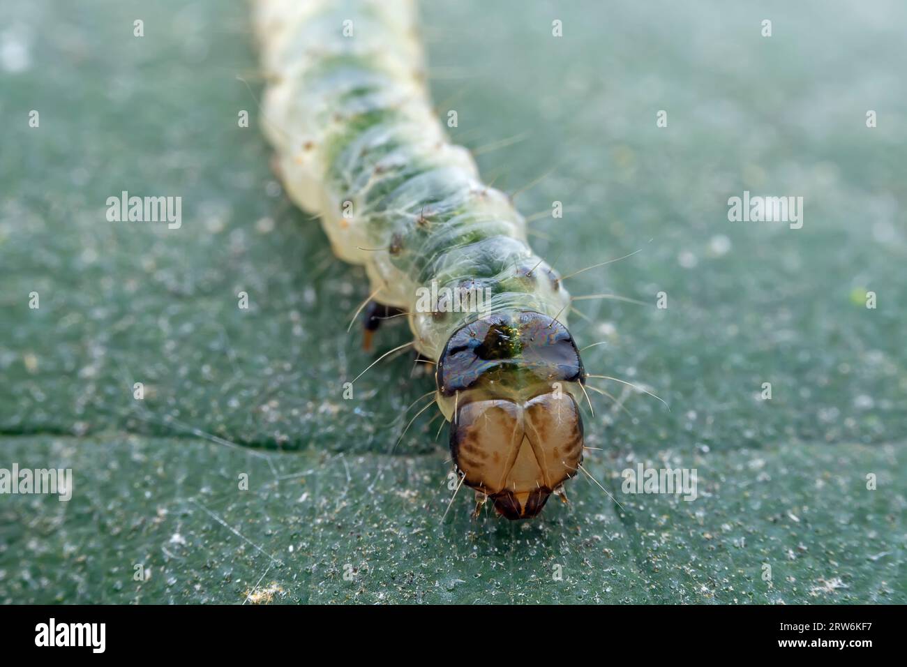 Lepidoptera larvae in the wild, North China Stock Photo - Alamy