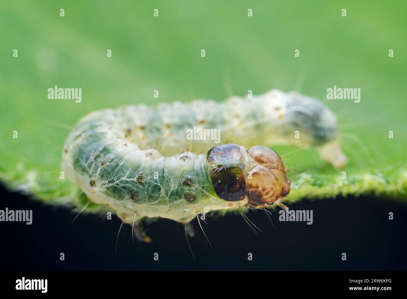 Lepidoptera larvae in the wild, North China Stock Photo - Alamy