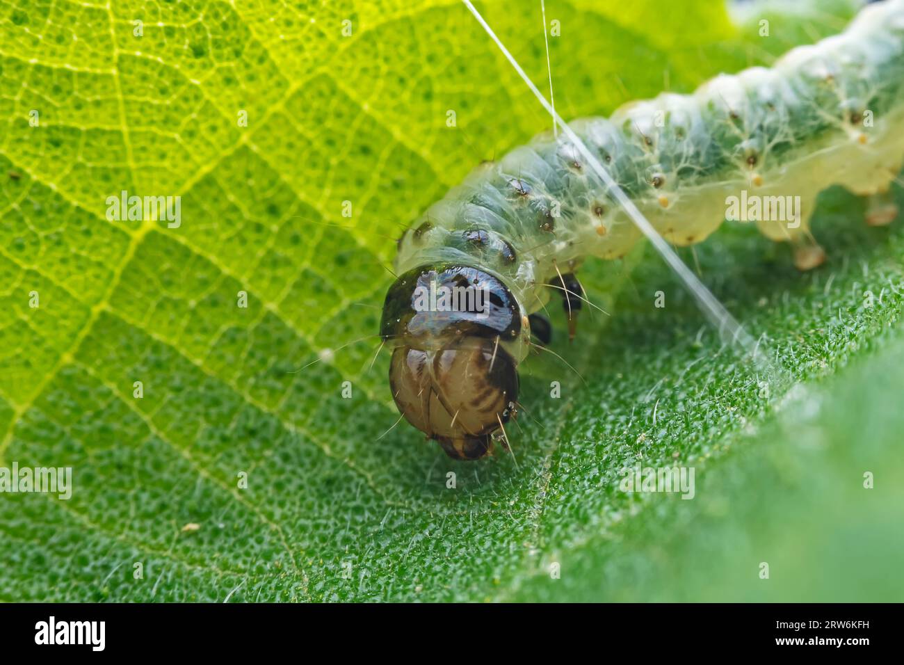 Lepidoptera larvae in the wild, North China Stock Photo - Alamy