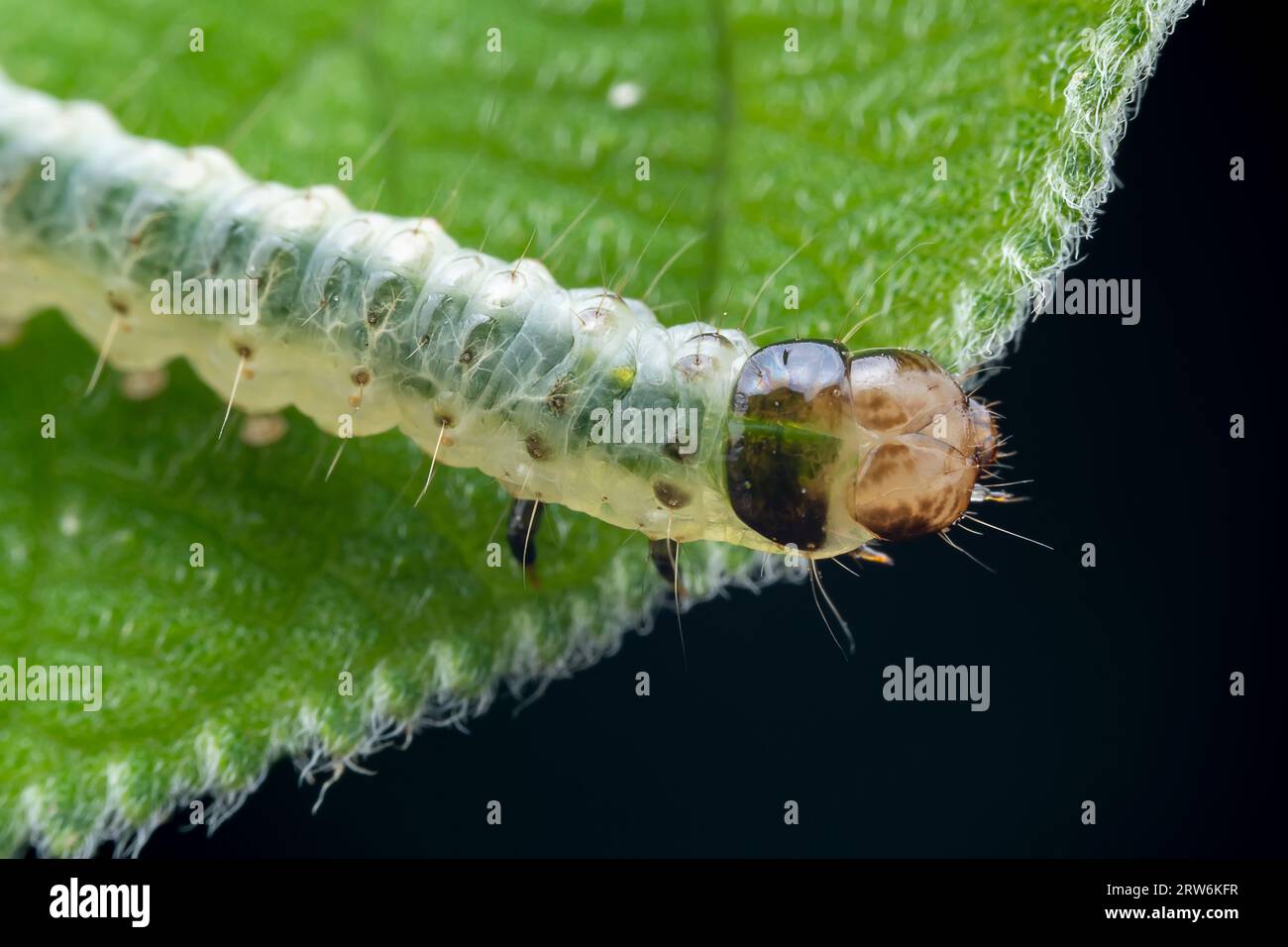 Lepidoptera larvae in the wild, North China Stock Photo - Alamy