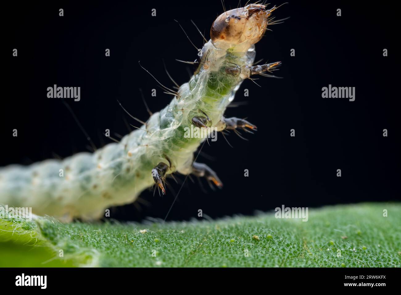 Lepidoptera larvae in the wild, North China Stock Photo - Alamy