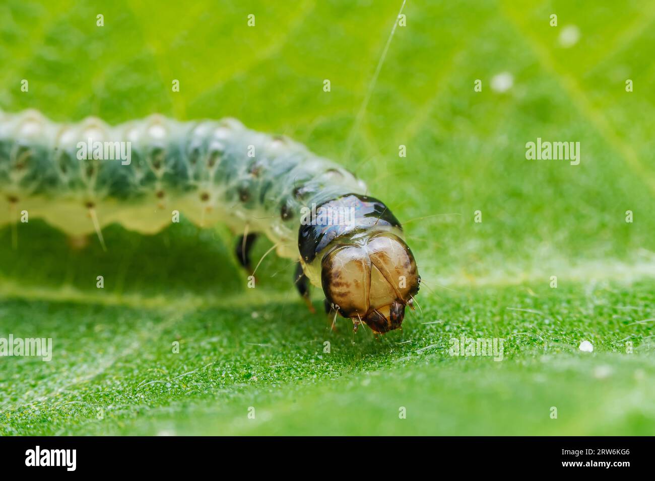 Lepidoptera larvae in the wild, North China Stock Photo - Alamy