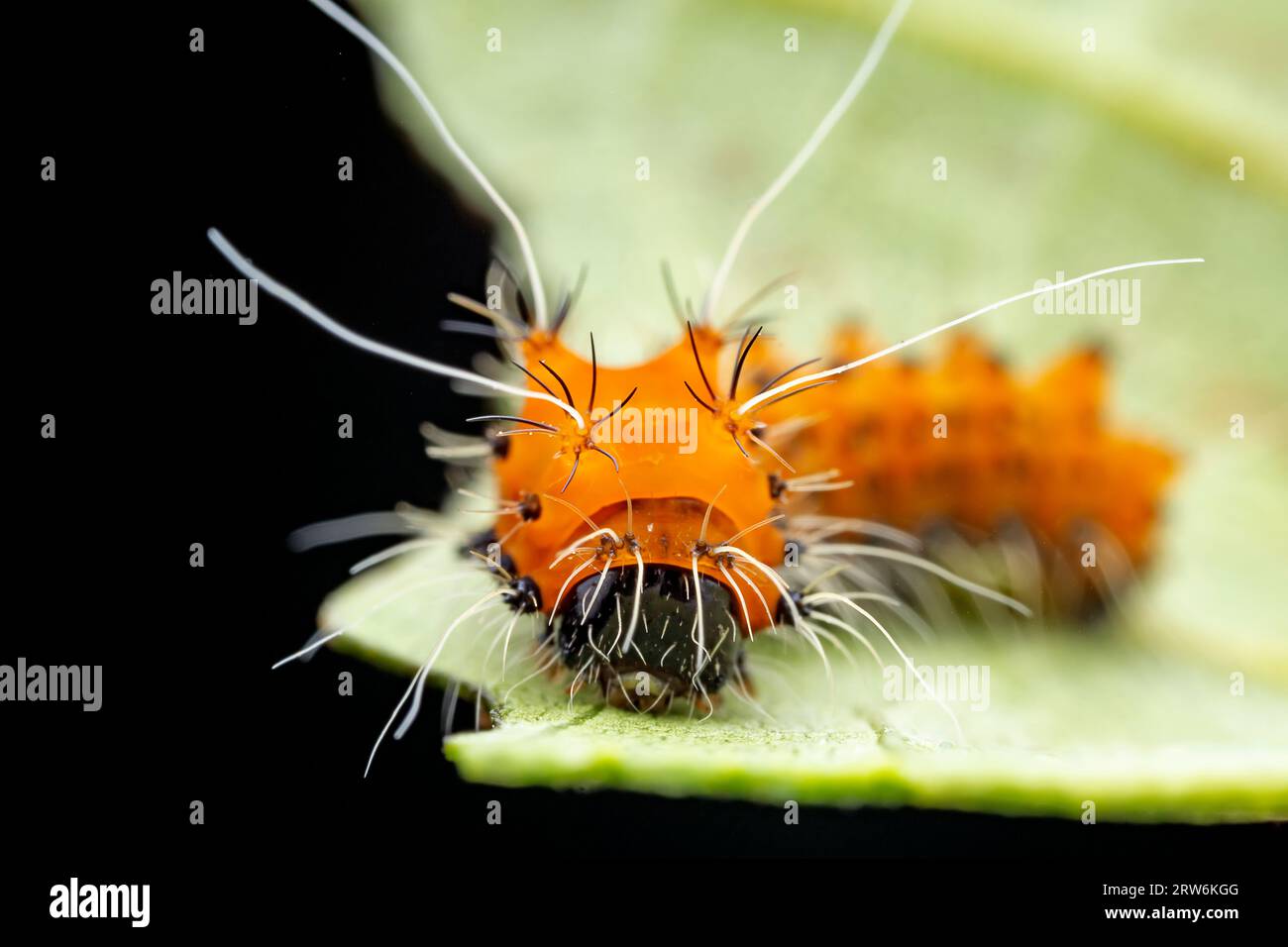 Lepidoptera larvae in the wild, North China Stock Photo - Alamy
