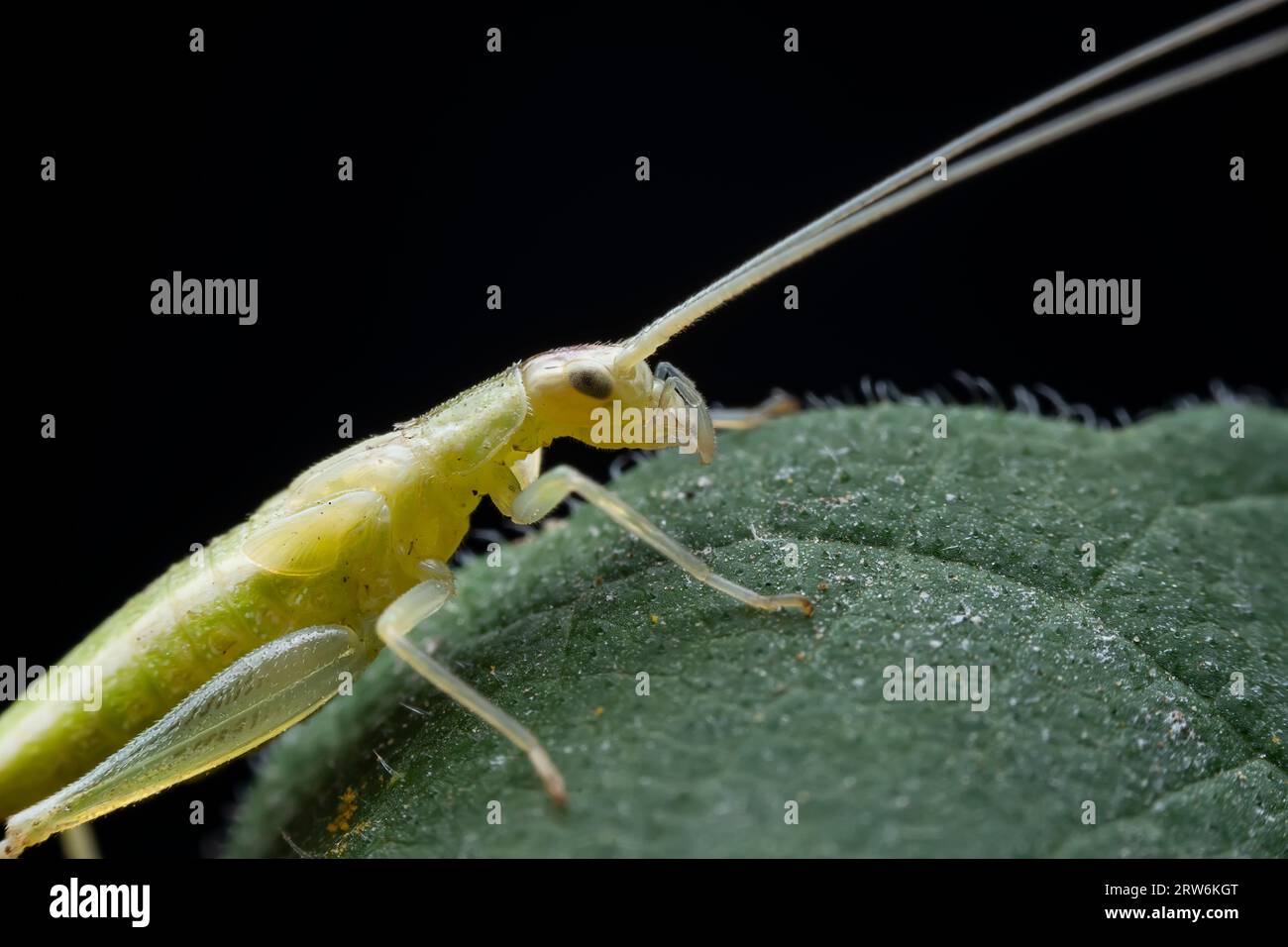 Tree cricket on wild plants, North China Stock Photo - Alamy