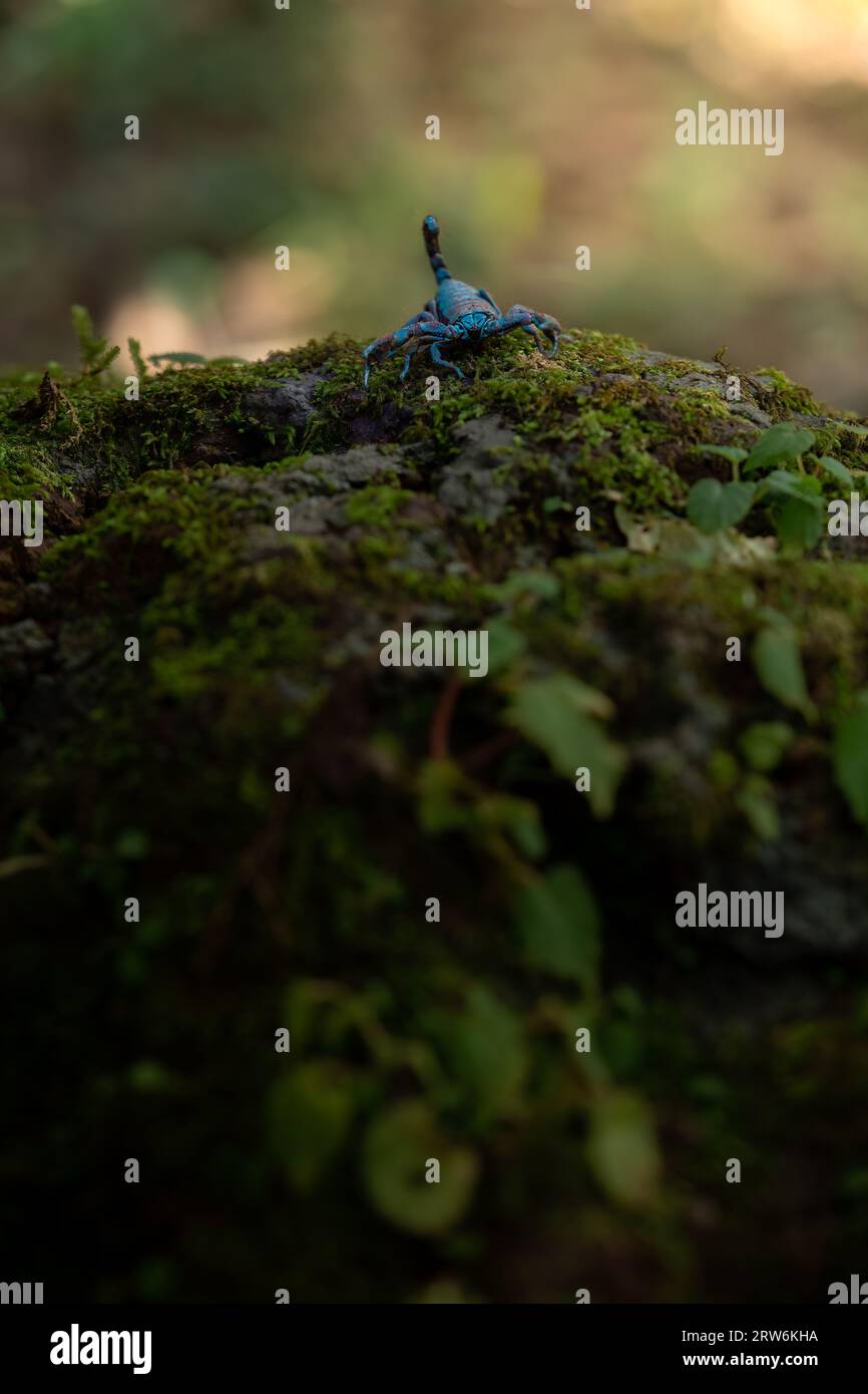 A scorpion glows in vivid blue under UV light in Amboli’s rainforest ...