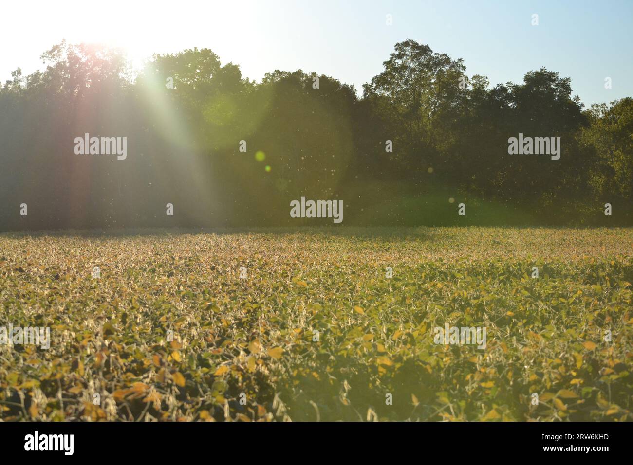 sun setting over forest next a soy bean field Stock Photo - Alamy
