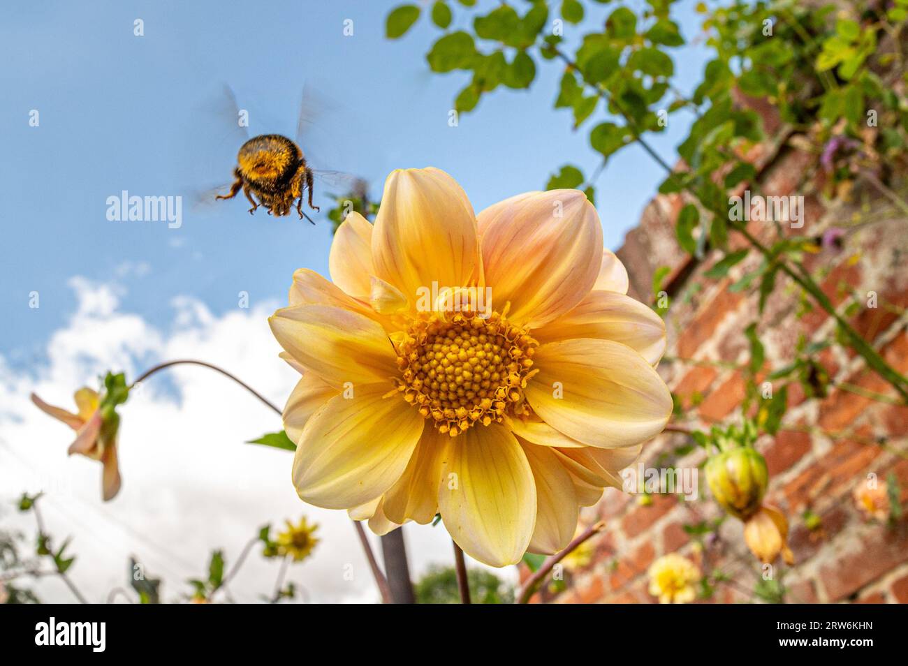 Bombus terrestris buff tailed bumblebee flying flower hi-res stock ...