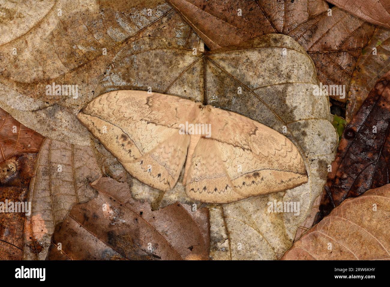 Leaf mimic Silkmoth (Eupterote asclepiades) resting on dead leaves on ...