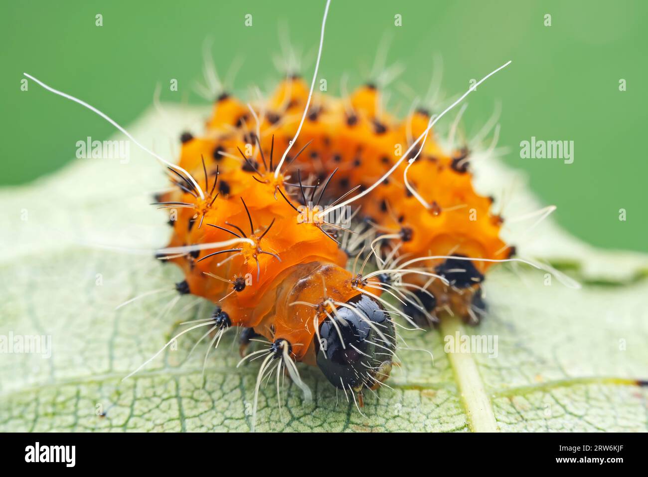 Lepidoptera larvae in the wild, North China Stock Photo - Alamy