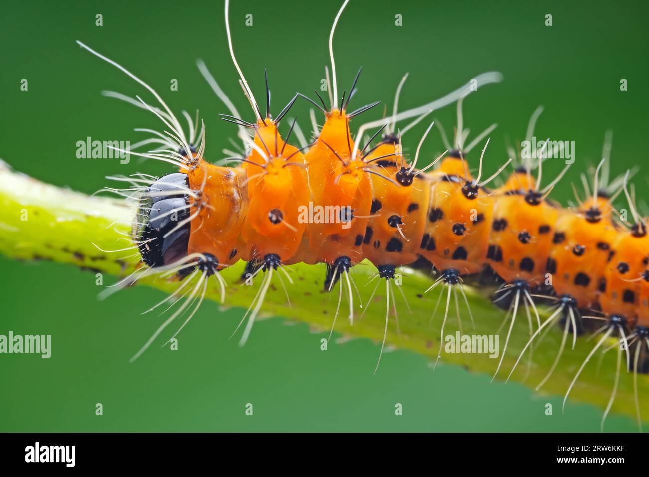Lepidoptera larvae in the wild, North China Stock Photo - Alamy