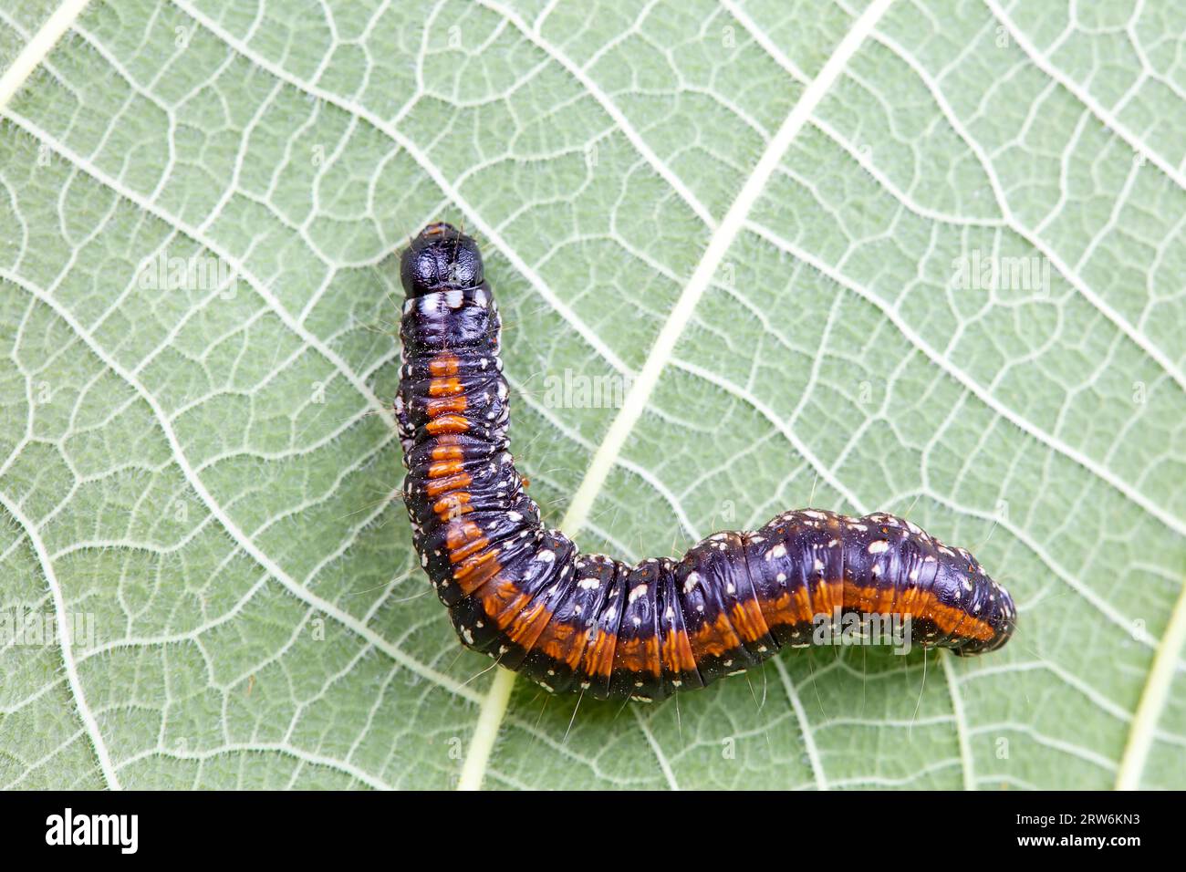 Lepidoptera larvae in the wild, North China Stock Photo - Alamy
