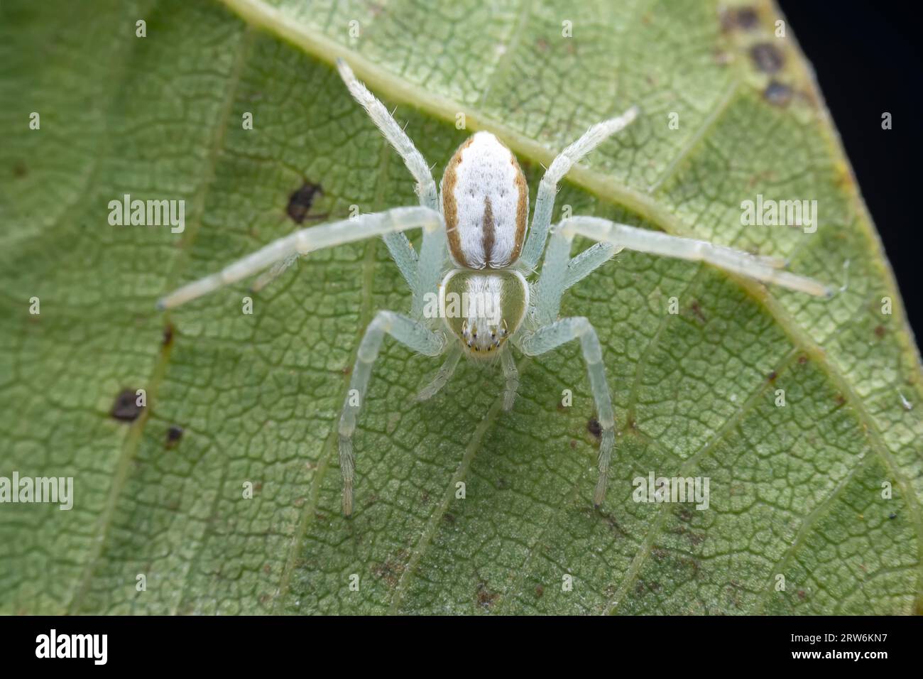 Spiders in the wild, North China Stock Photo - Alamy