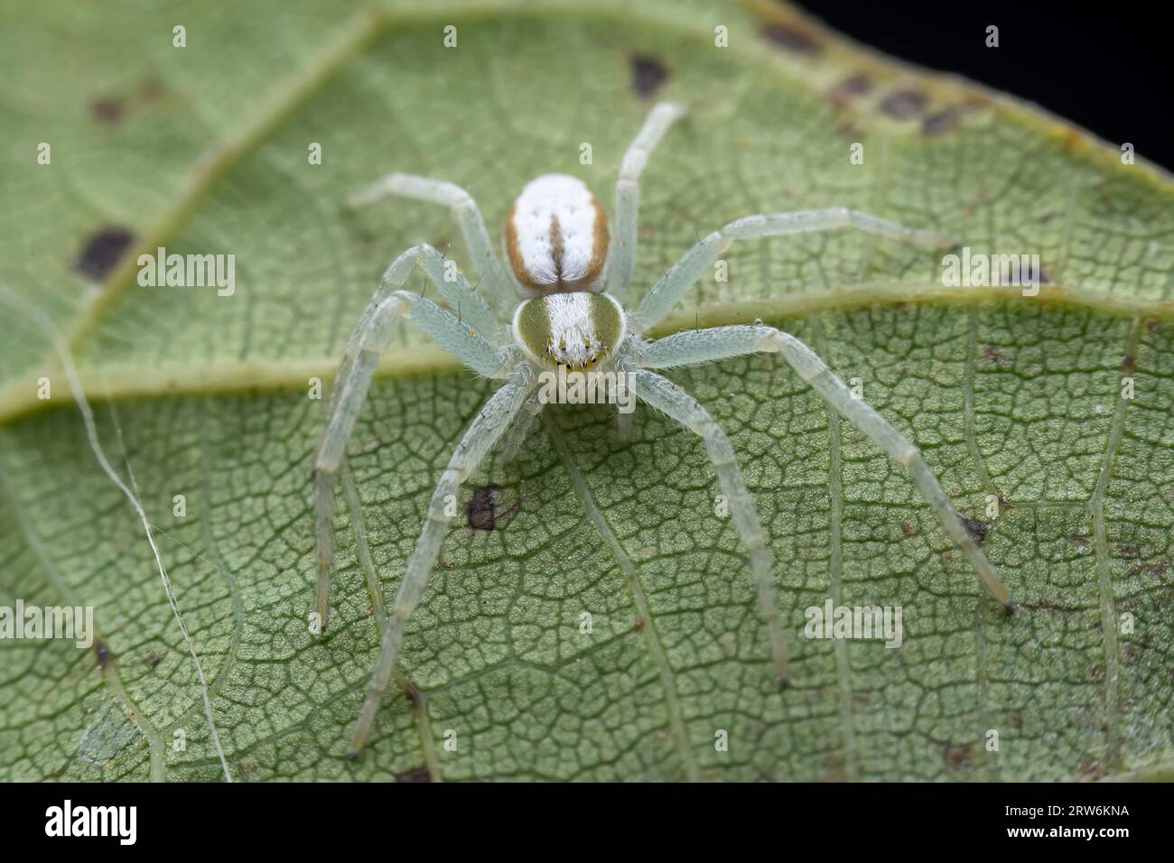 Spiders in the wild, North China Stock Photo - Alamy