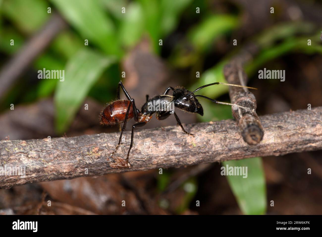 Giant Forest Ant (Dinomyrmex gigas) walking along horizontal branch ...