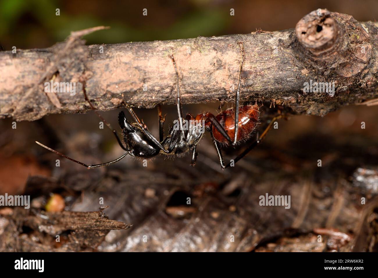 Giant Forest Ant (Dinomyrmex gigas) resting on underside of horizontal ...