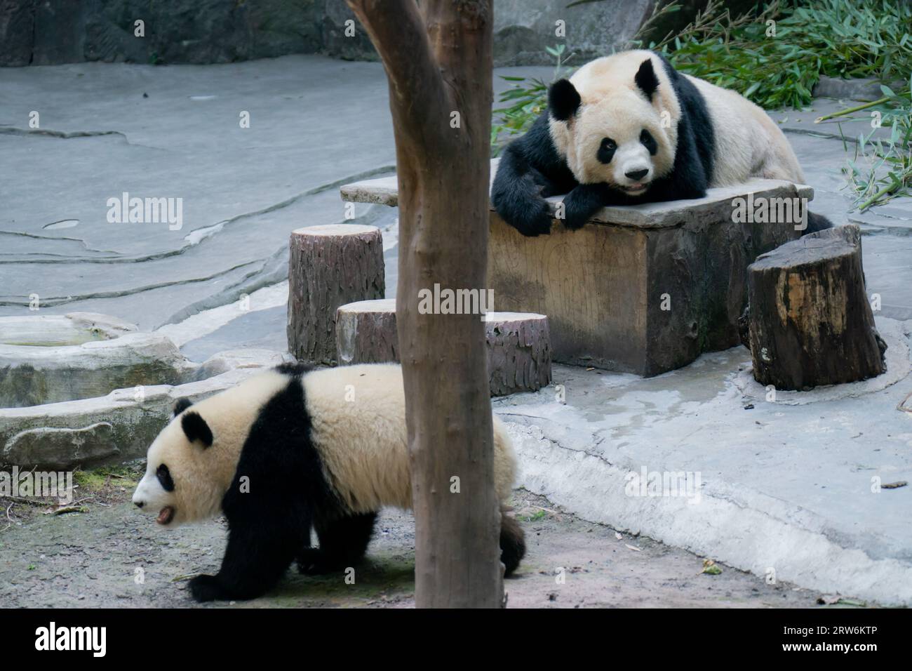 CHONGQING, CHINA - SEPTEMBER 17, 2023 - Panda "Yu Ke" and his mother ...