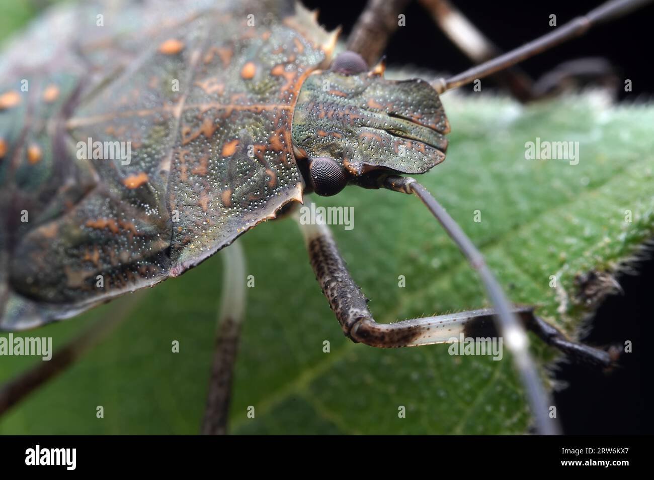 Hemiptera bugs in the wild, North China Stock Photo - Alamy