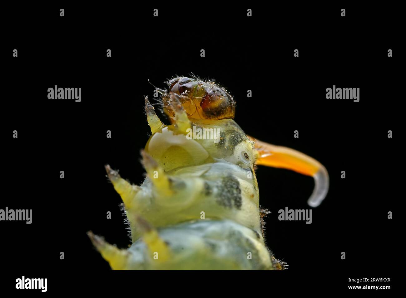 Lepidoptera larvae in the wild, North China Stock Photo - Alamy