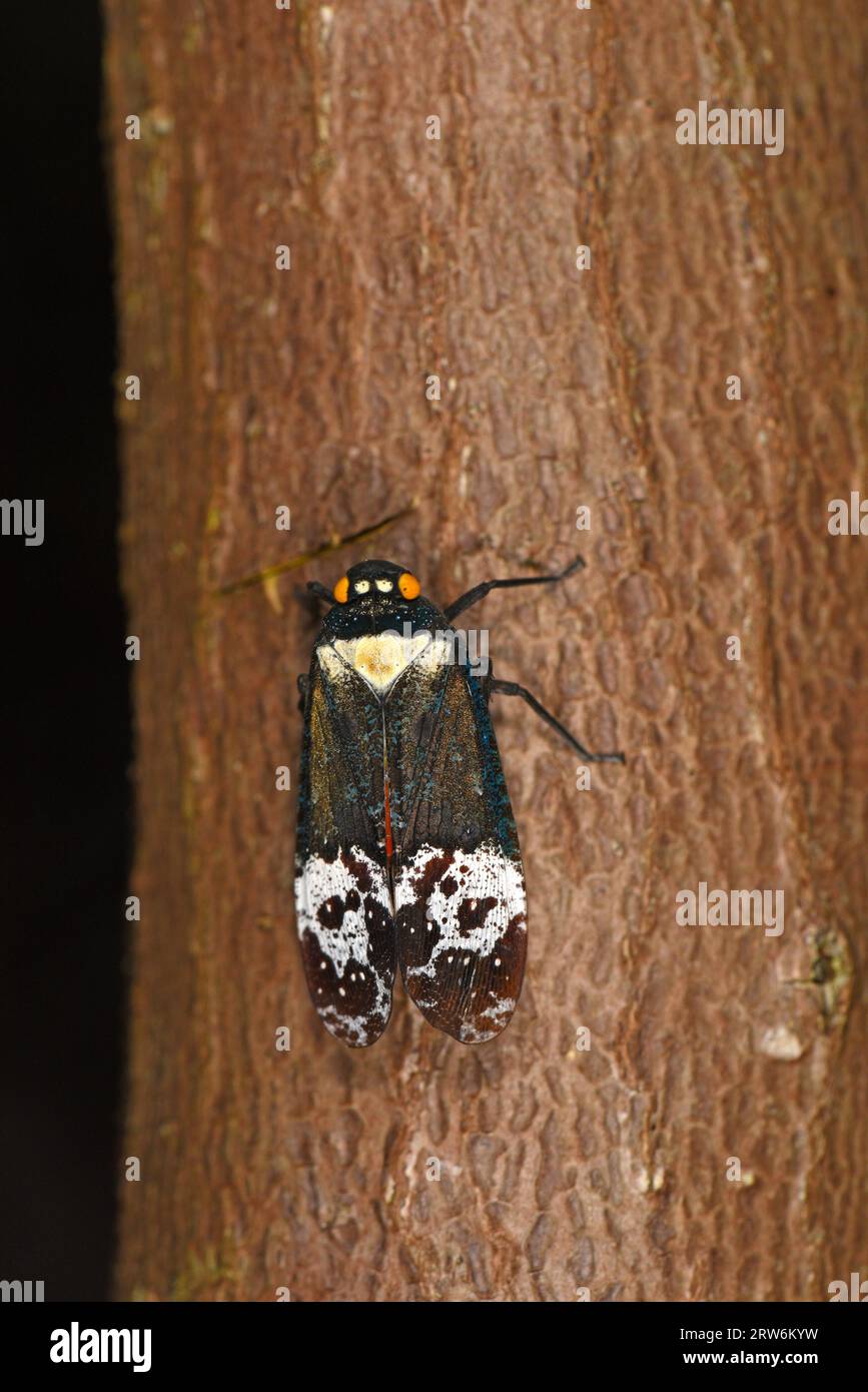 Lantern Bug or Lantern Fly (Pyrops species) resting on tree trunk at ...