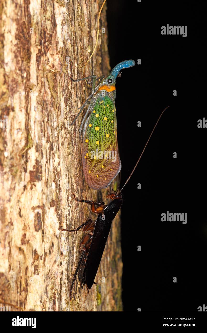 Lantern Bug or Lantern Fly (Pyrops whiteheadi) resting on tree trunk at ...