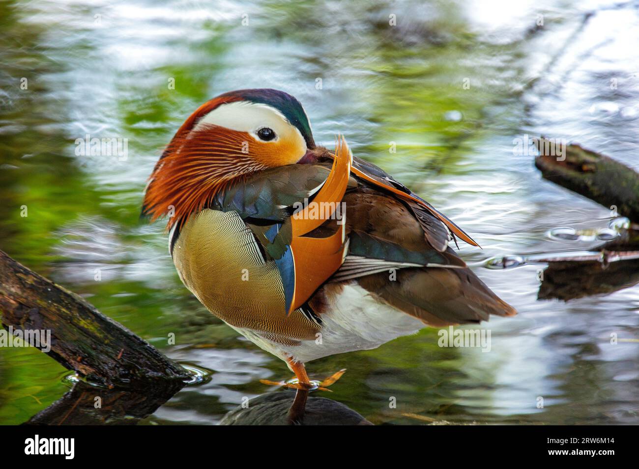 A vibrant male Mandarin Duck, Aix galericulata, beautifully captured at ...